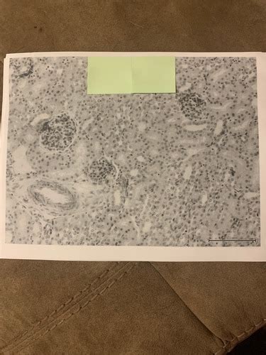 Lab 2 Histology Flashcards Quizlet