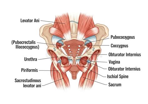 Illustration Of The Pelvic Floor Muscles And Surrounding Anatomy It