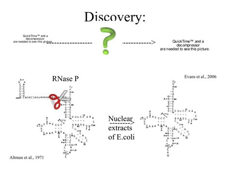 Ppt The Biography Of Ribonuclease P Powerpoint Presentation Free Download Id 2967553