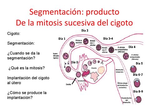 Segmentación Borrador De Lamina De Biologia Pdf