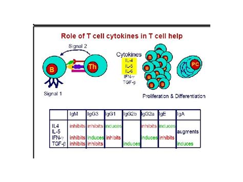 Antibody Structure Function And Diversity Lymphocyte Maturation Overview