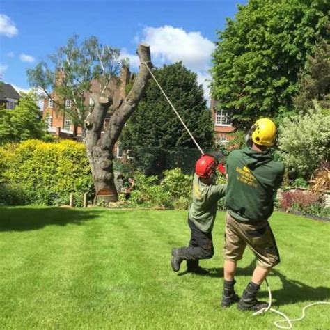 How To Safely Remove A Tree Handyman Tips