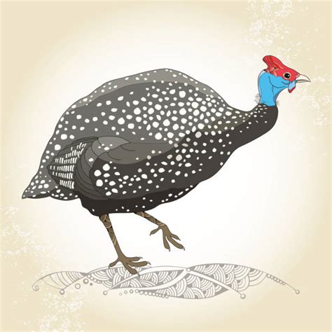 Guinea Fowl Feathers Drawing Illustrations Royalty Free Vector
