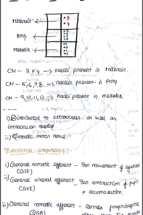 Anatomy Handwritten Notes Pdf Download Shn Notes