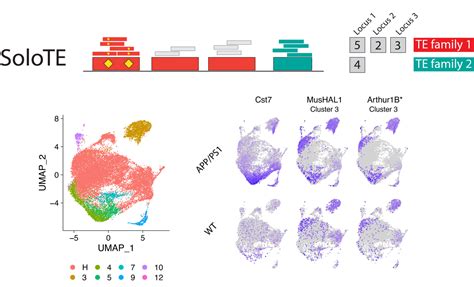 Unveiling The Impact Of Transposable Elements Expression At The Single Cell Level Using Solote