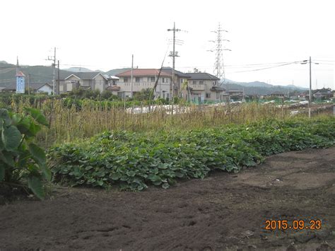 さとう家の野菜畑 里芋とゴマ