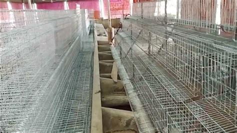 লেয়ার মুরগির খাঁচা লাগলে যোগাযোগ করুন 01606822029 Youtube