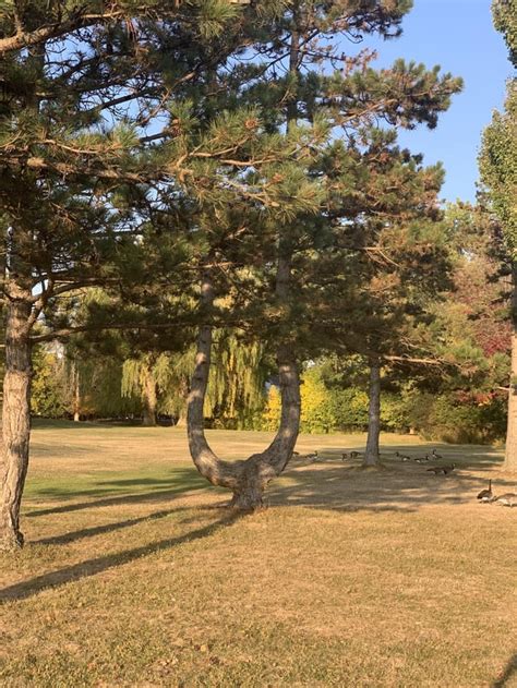 This U Shaped Tree R Mildlyinteresting