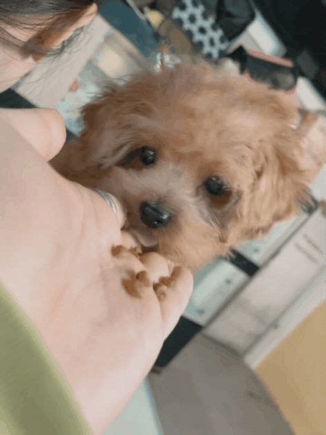 말티푸 루비 강아지 책임분양 ♥ 아이조아 유기방지입양 파양 강아지보호소 고양이보호소 무료분양센터