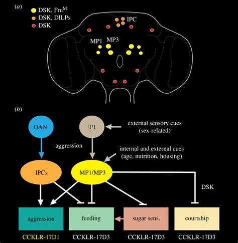 Orchestrating Neuromodulation And Behavioural Switches Illustrated By Download Scientific