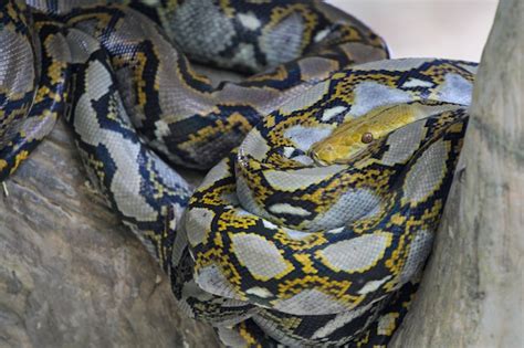 Python Molurus Images Free Vectors Stock Photos PSD Page 4