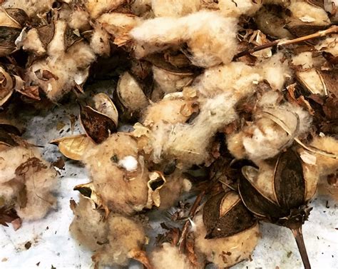 用一辈子的时间亲触自然她印出无比清新的叶拓和草木染 第二自然
