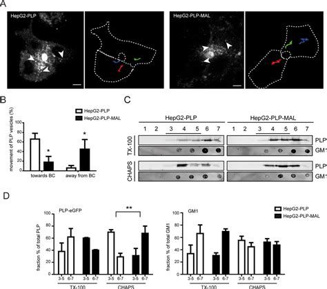 Live Cell Imaging And Membrane Microdomain Association Of Plp Egfp In Download Scientific