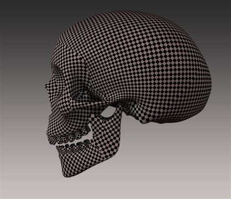 인간의 두개골 3d 모델 7 Obj Fbx Free3d