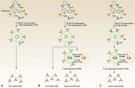 Figure 3 From B Cell Tlrs And Induction Of Immunoglobulin Class Switch Dna Recombination