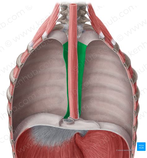 Mediastinal Part Of Parietal Pleura 7734 Kenhub Image License Store