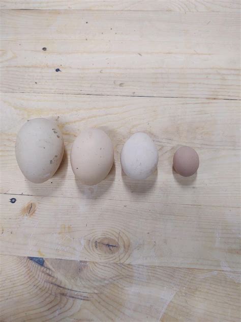 Egg Smol Egg Tini Itty Bitty Eggses Rbackyardchickens