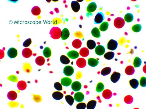 Microscope World Blog Fruit And Flower Microscope Slides