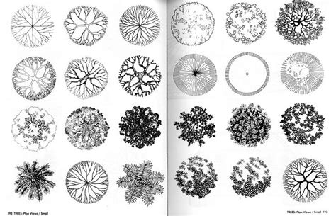 Tree Renderings In Plan
