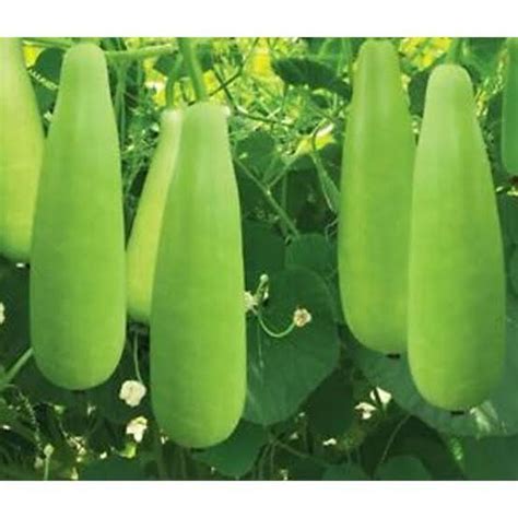 Upo Seeds Bottle Gourd Seeds Lazada Ph