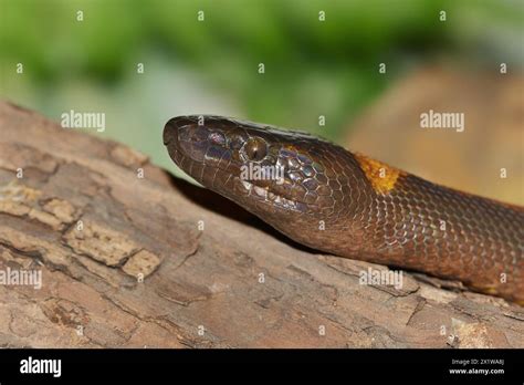 Bismarcks Ring Python Or Bismarck Ringed Python Bothrochilus Boa
