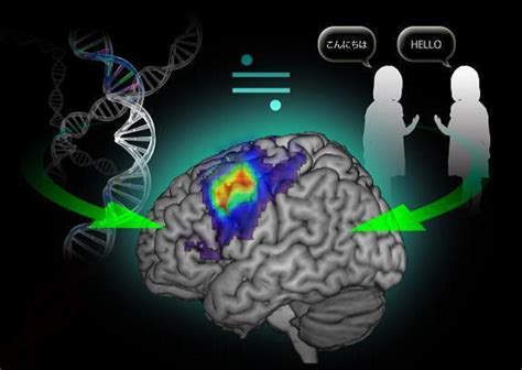 Environment Genes Influence Language Related Brain Activity Gephardt Daily