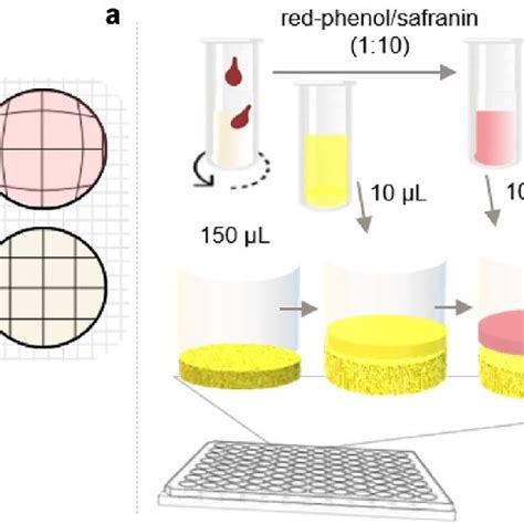 Collapse Drop Test Occurs With The Addition Of Oil And Samples 3 1 Download Scientific Diagram