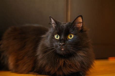 Ai와 인간의 협업을 최적화하는 3가지 방법 3dak