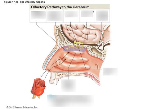 Olfactory Pathway