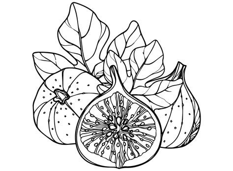 Printable Pictures Of Figs