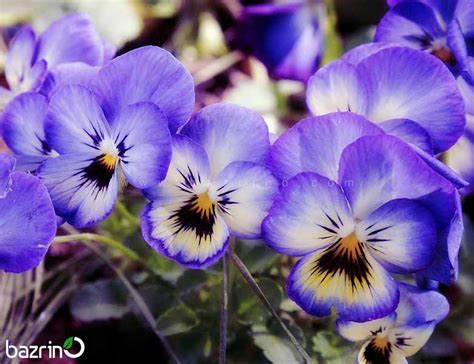 بذر گل بنفشه آبی آسمانی بذری نو بکاریم