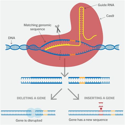 Crispr Cas9试剂盒crispr Cas9试剂盒【价格，厂家，图片，批发，采购】丁香通