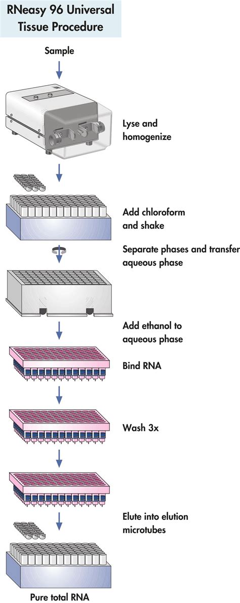 Rneasy 96 Biorobot Kits 96 Well Rna Isolation Qiagen
