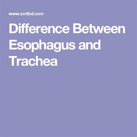 Difference Between Esophagus And Trachea Trachea Different