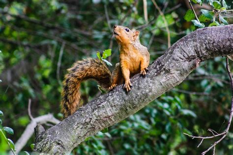 무료 이미지 척골가 있는 여우 다람쥐 야생 생물 설치류 나무 분기 육상 동물 Eurasian Red Squirrel 꼬리 유기체 적응 식물 엷은