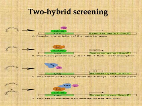 Protein Interaction Types By Kk Sahu Pptx
