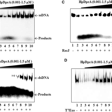 Binding Of Hpdpra To Ssdna And Dsdna Electrophoretic Mobility Shift