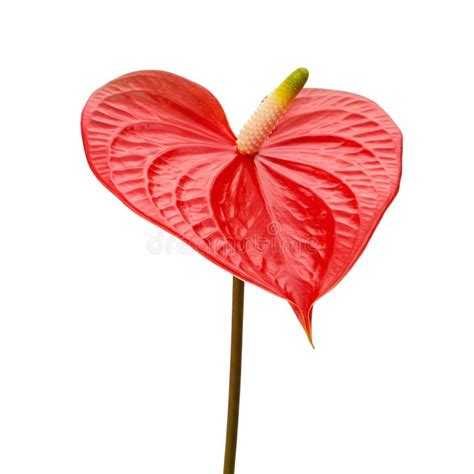 A Red Heart Shaped Anthurium Flower On A Stem Isolated On A White
