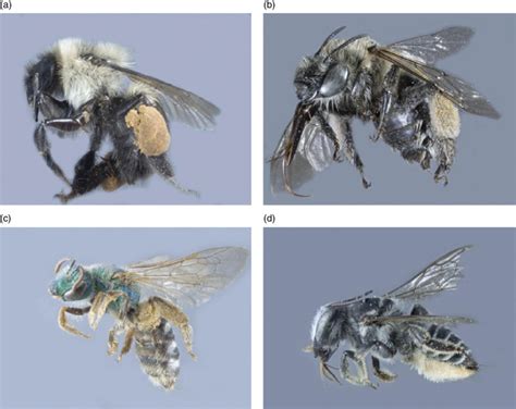 2­ Structures For Pollen Transport In Different Bee Species A The Download Scientific