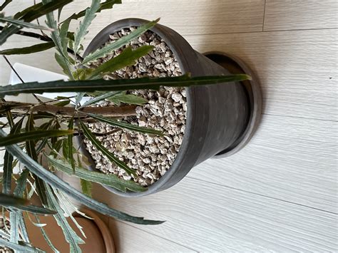 아랄리오 식물 잎이 말라 떨어지고 아랫부분 잎이 황변해요 ㅣ 궁금할 땐 아하