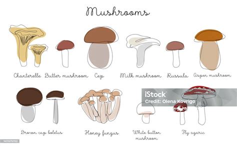 단일 연속 선 그리기 스타일로 다양한 종류의 버섯을 수집합니다 손으로 그린 그림을 스케치합니다 버섯 벡터는 컬러 요소가있는