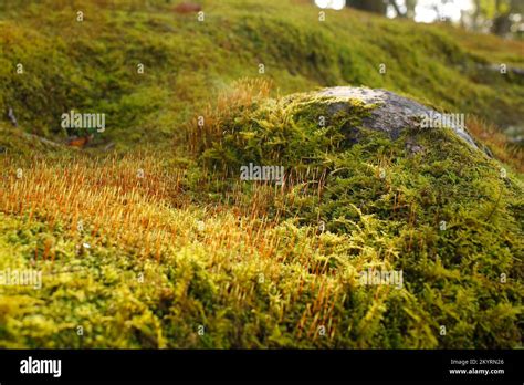 Close Up Green Area With Leaf Moss Bryophyta On A Stone In Sunlight