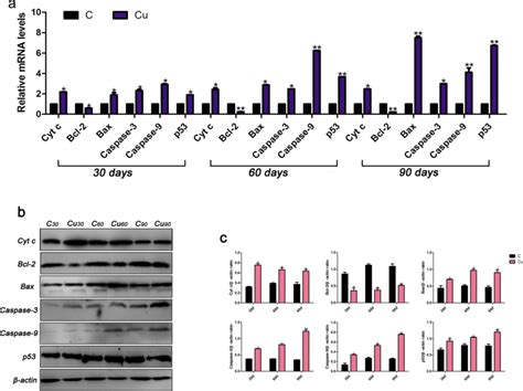 Effects Of Apoptosis Related Genes Mrna And Protein Levels In The Download Scientific Diagram