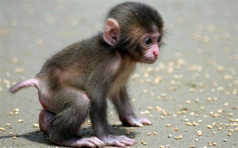 Download Cute Monkey Photo On The Ground Wallpaper Wallpapers Com