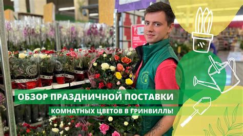 Обзор праздничной поставки комнатных цветов в Гринвилль Youtube