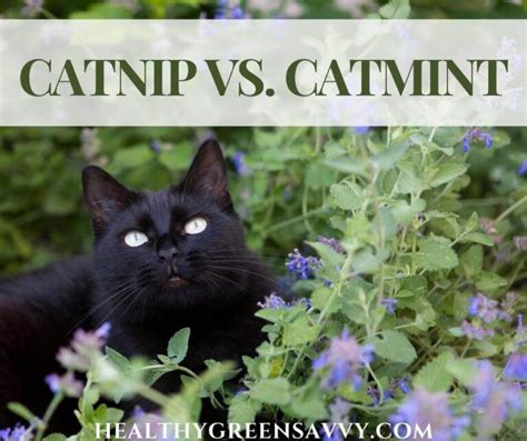 Catnip Vs Catmint Plus 9 Catnip Benefits For Humans