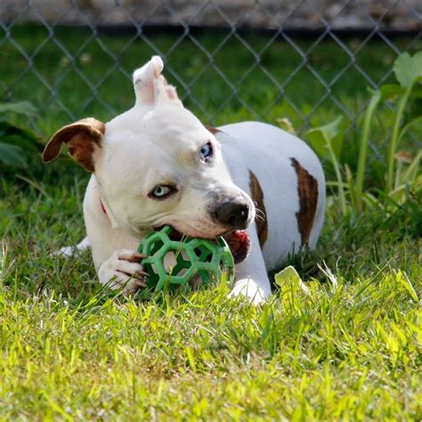 Diego Adopted Peppertree Rescue