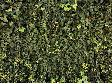 Deciduous Trees Meaning Lists Of Examples