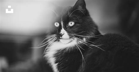 흑백 고양이 사진 Unsplash의 무료 고양이 이미지