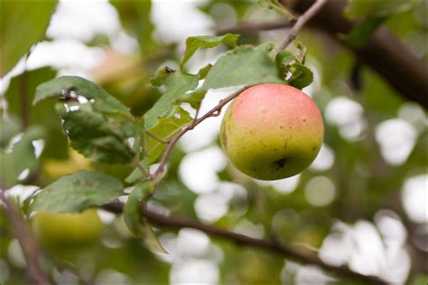 Яблоня Орловское Полесье Описание Фото – Telegraph